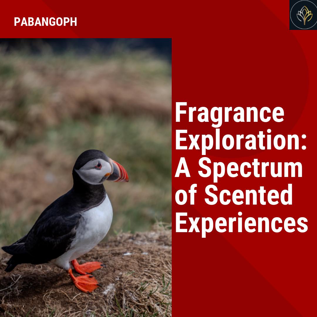Fragrance Exploration: A Spectrum of Scented Experiences – PabangoPH