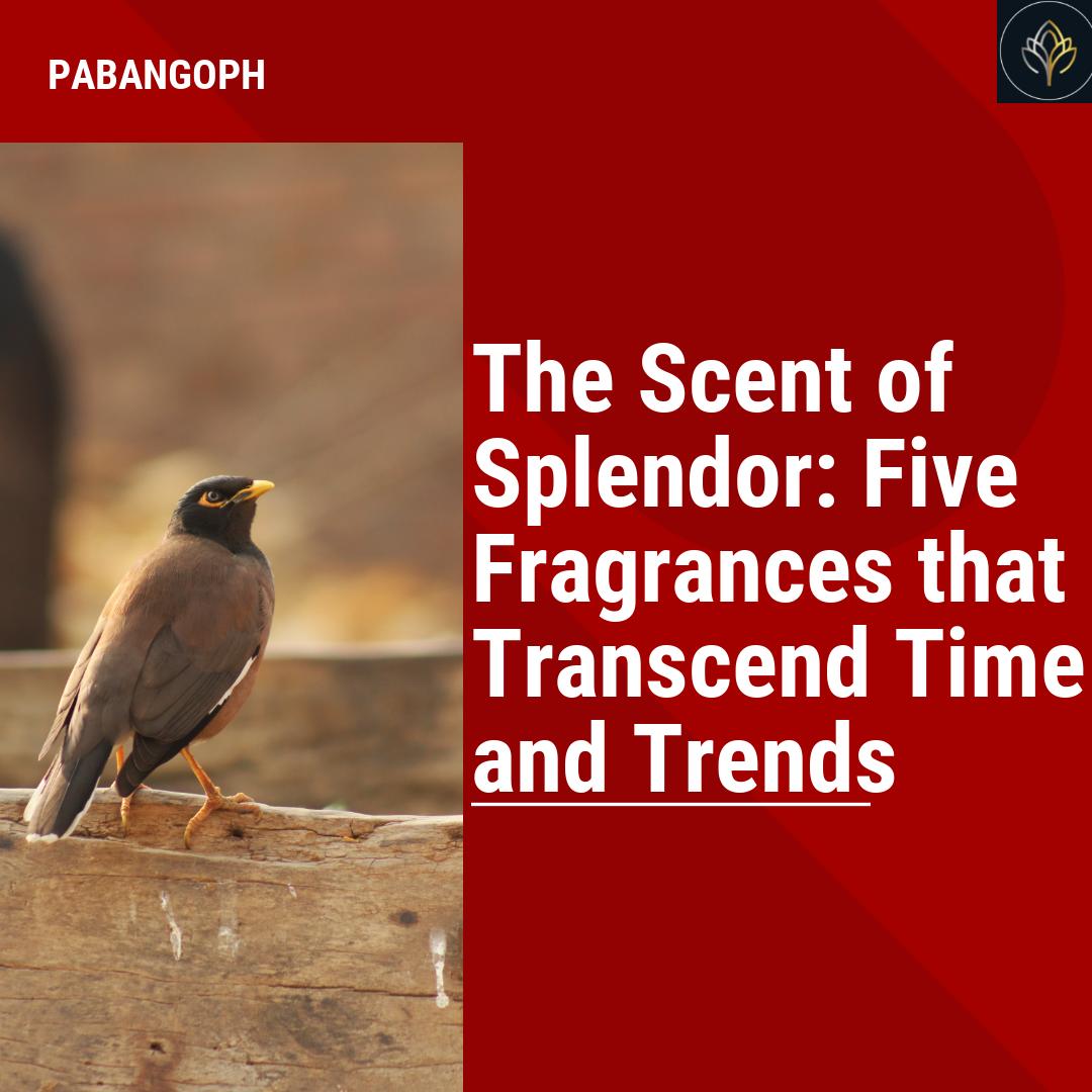 The Scent of Splendor: Five Fragrances that Transcend Time and Trends ...